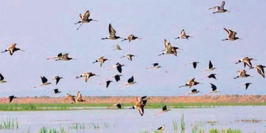 Webinar Raises Awareness On Conservation Of Birds Of Odisha’s Mahanadi ...